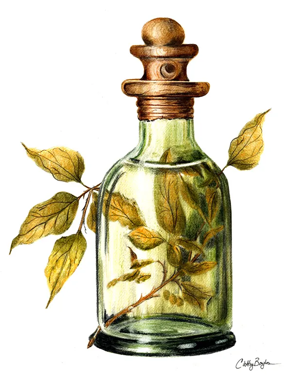 Herb Potion Bottle in Colored Pencils — The Triangle Tangle