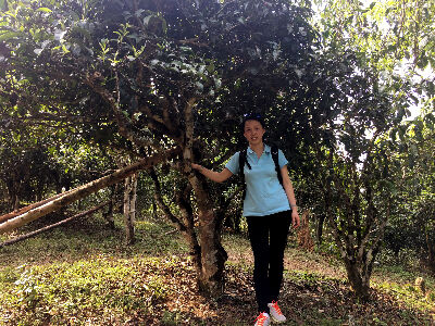 Gushu (Ancient Trees) Raw Puer Tea Tasting with Juyan Webster — The UK ...