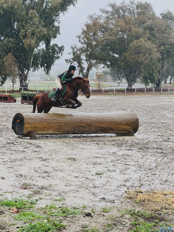Jump Riding Lessons - Drop In — A Lotte Horses