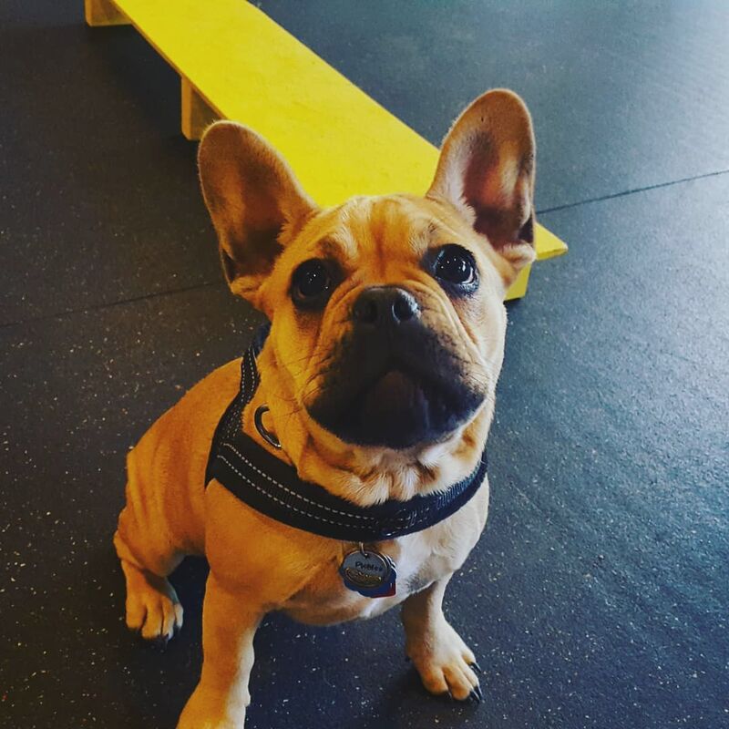 --Puppy Power Day School Package* — Ideal DOG, LLC